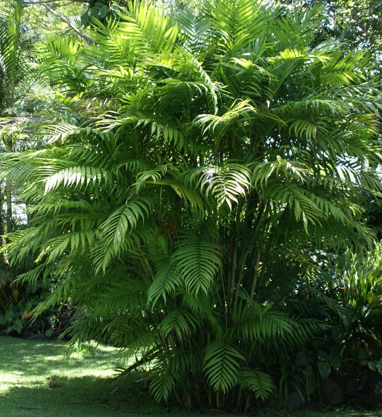 Rare Pacaya Palm Chamaedorea tepejilote - 20 Seeds