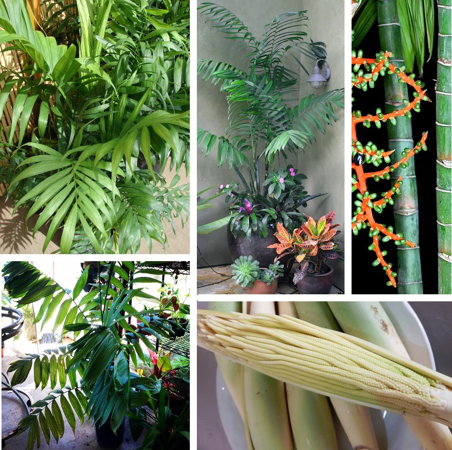 Rare Pacaya Palm Chamaedorea tepejilote - 20 Seeds