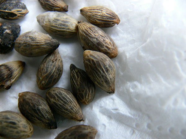 Rare Pacaya Palm Chamaedorea tepejilote - 20 Seeds