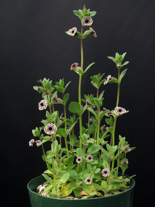 California Calico Monkey Flower Diplacus pictus - 25 Seeds