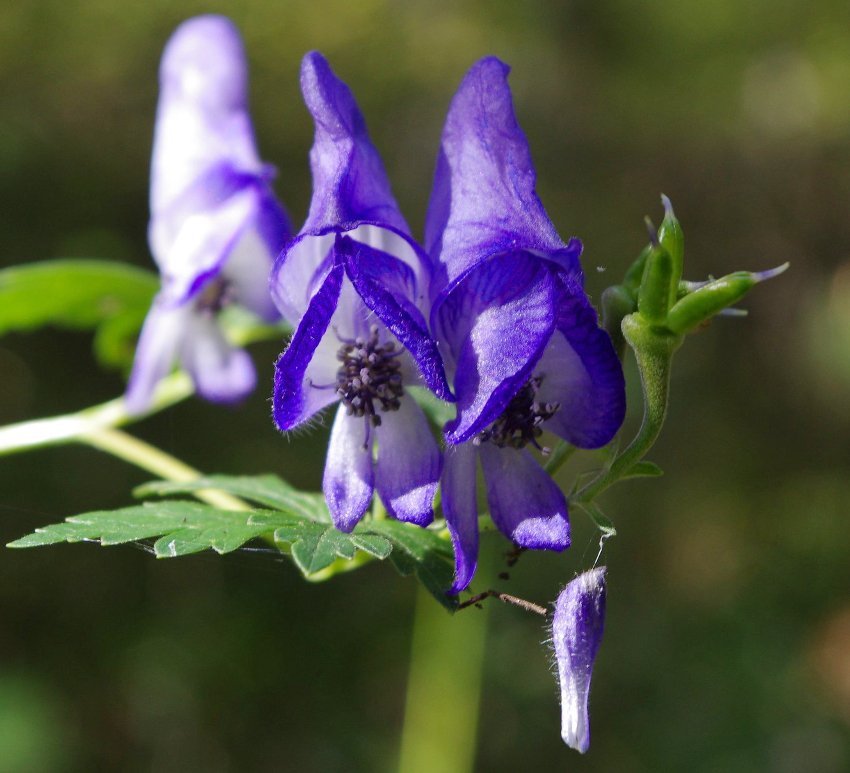 Aconite Seed
