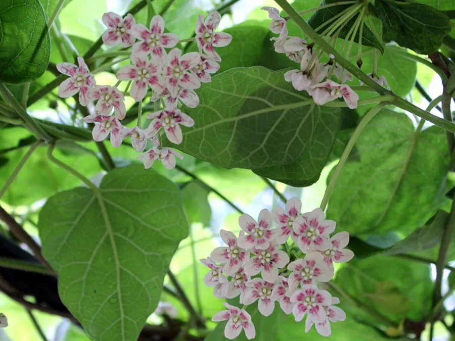 Wattakaka Milkweed Vine Dregea sinensis - 8 Seeds