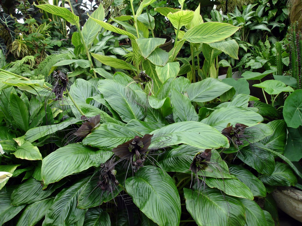 Black Bat Flower Plant Tropical Tacca chantrieri - 8 Seeds