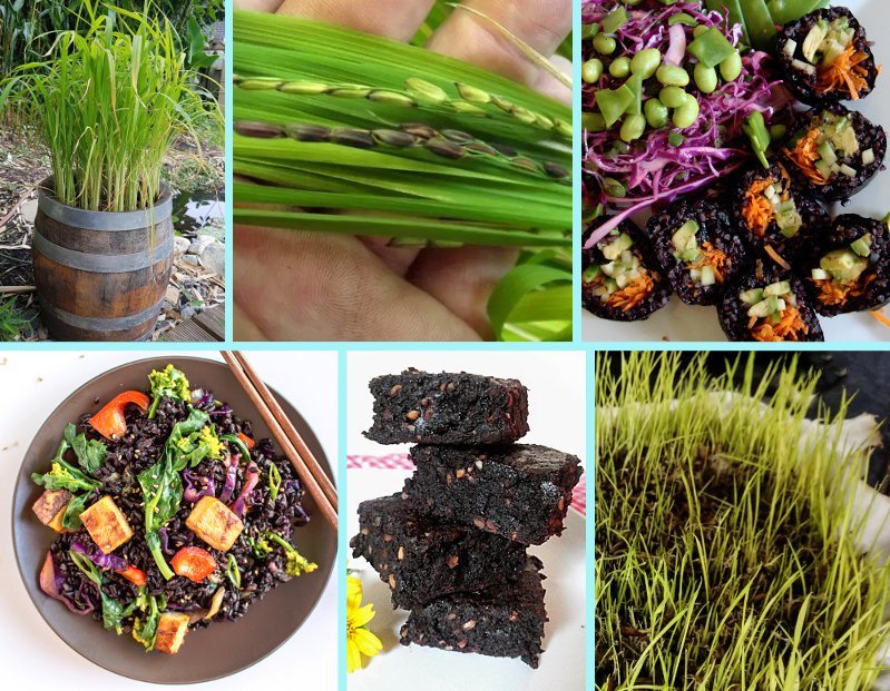 Heirloom Black "Forbidden" Rice Plant Seeds Organic Oryza sativa - 80 Seeds