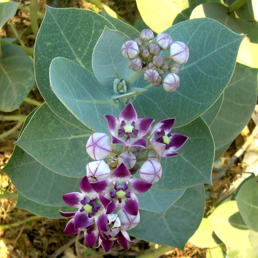 Tropical Milkweed Tree Asclepias Calotropis procera - 10 Seeds