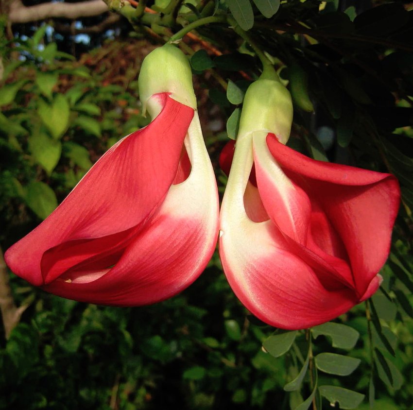 Scarlet Hummingbird Tree Corkwood Sesbania Grandiflora - 10 Seeds