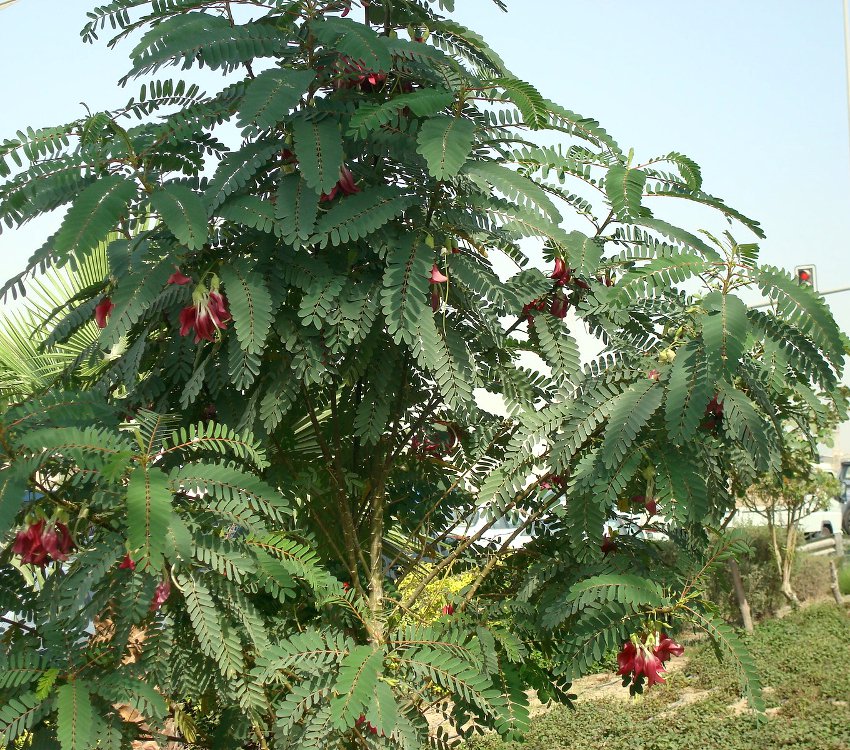 Scarlet Hummingbird Tree Corkwood Sesbania Grandiflora - 10 Seeds