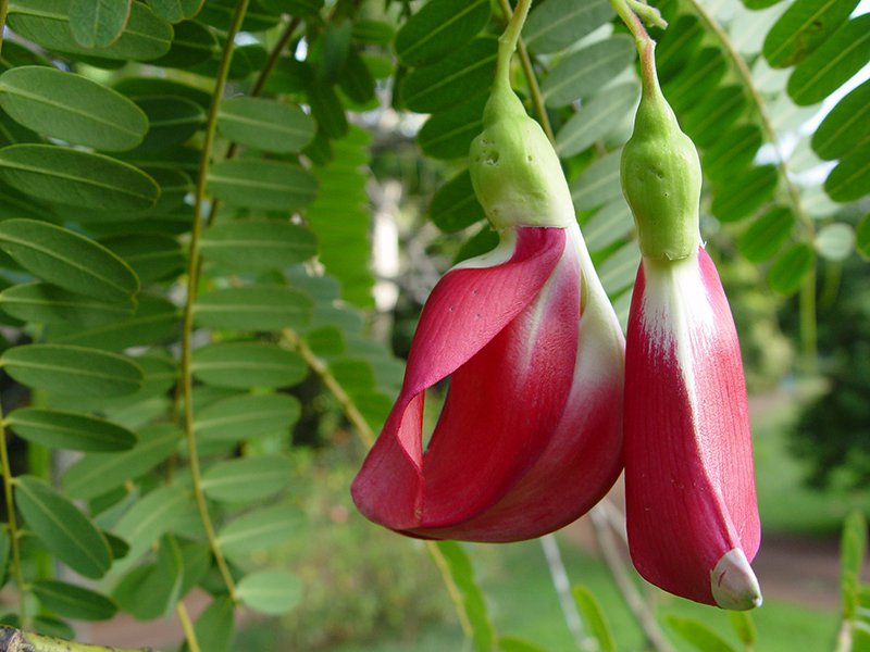 Scarlet Hummingbird Tree Corkwood Sesbania Grandiflora - 10 Seeds