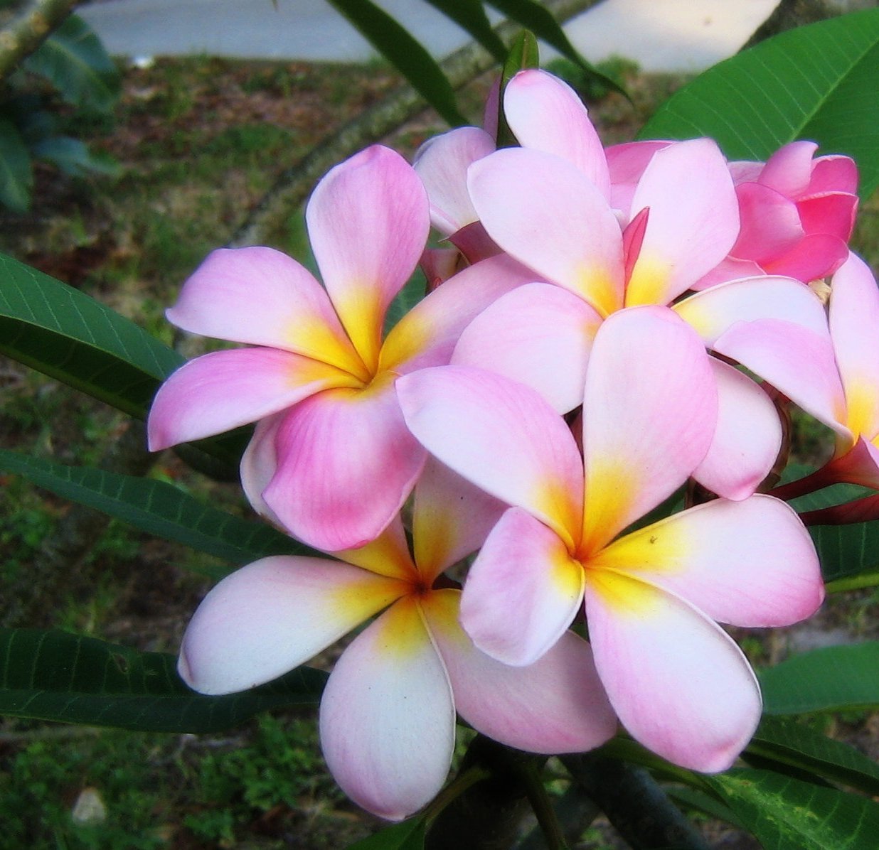 SALE! Pua Melia Plumeria Frangipani Pink - 3 Unrooted Cuttings