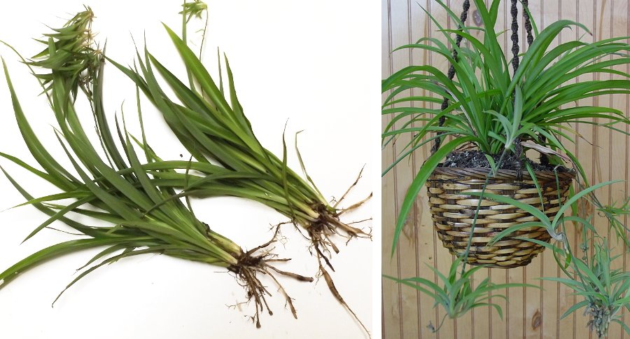Purge - Jade Green Spider Plant Chlorophytum Bundle Bare Root