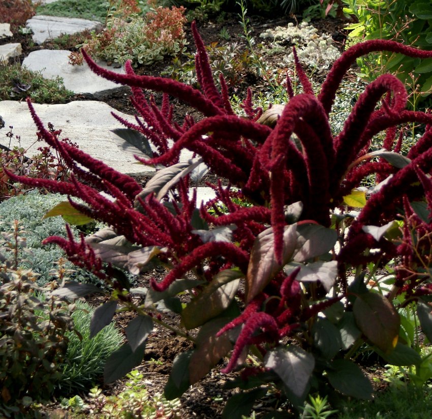 Goth Garden Amaranth 'Joker' Amaranthus paniculatus - 100 Seeds
