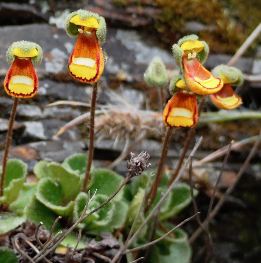 Darwin's Slipper Flower Rare Calceolaria fothergillii - 15 Seeds