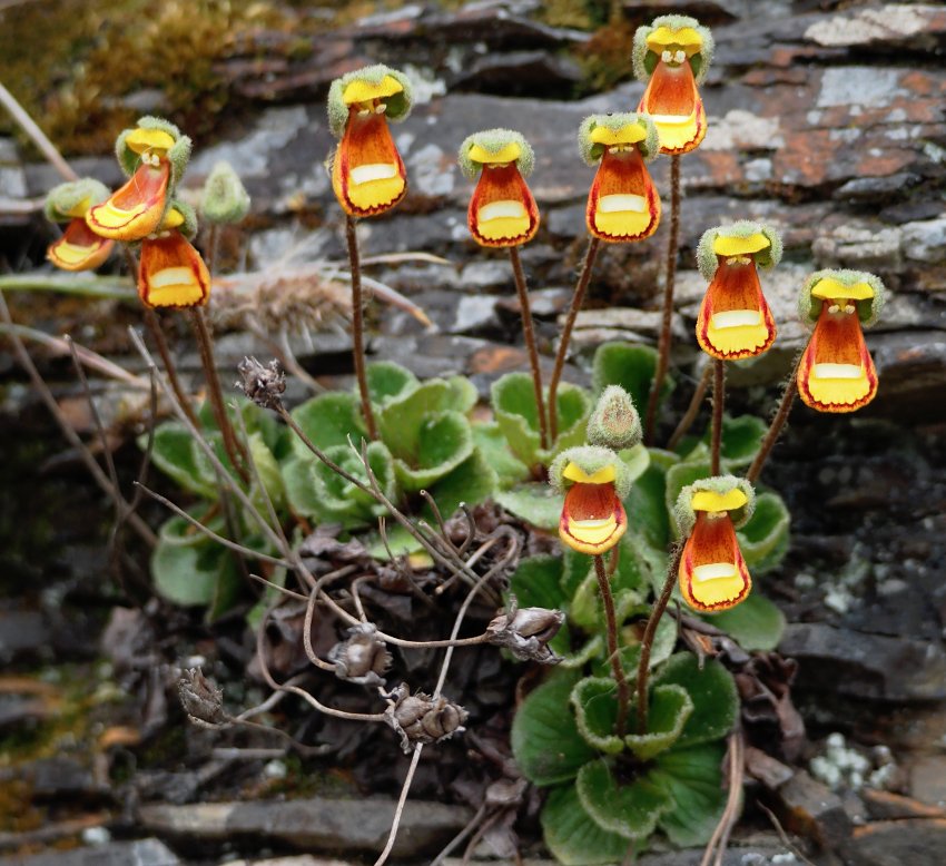 Darwin's Slipper Flower Rare Calceolaria fothergillii - 15 Seeds