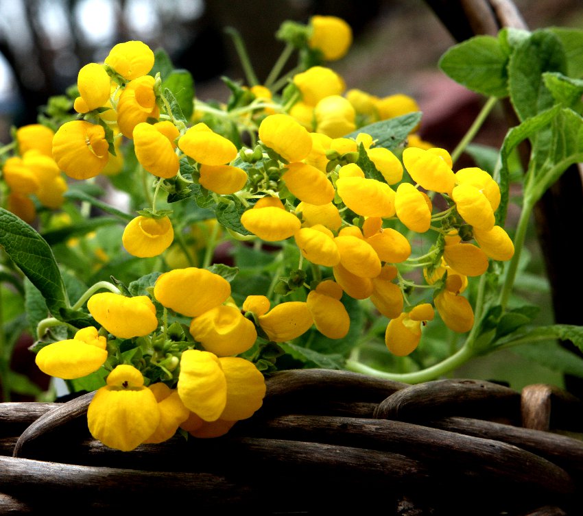 Capachito Bush Slipperwort Calceolaria integrifolia - 20 Seeds