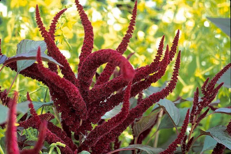Goth Garden Amaranth 'Joker' Amaranthus paniculatus - 100 Seeds
