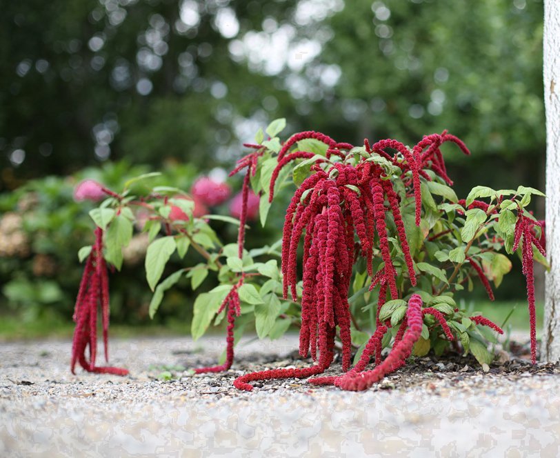 Red Love Lies Bleeding OG Amaranth Amaranthus caudatus - 150 Seeds
