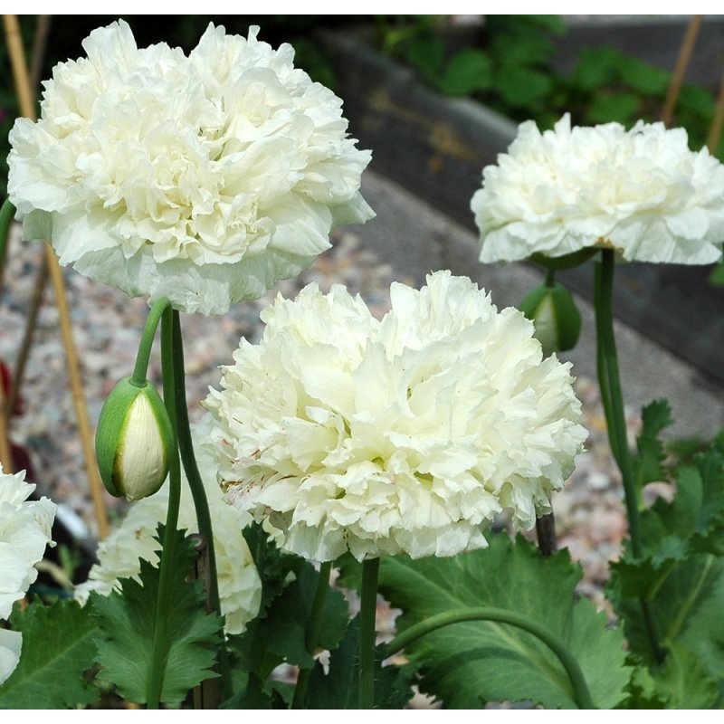 Snow White Peony Poppy Papaver Paeoniflorum - 100 Seeds