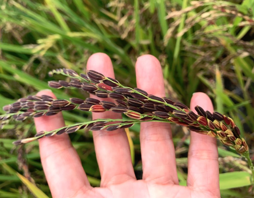 Heirloom "Forbidden" Black Rice Plant Seeds Organic Oryza sativa - 150 ...