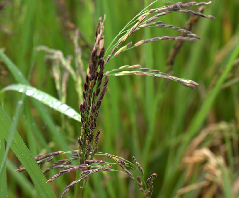 Heirloom Black "Forbidden" Rice Plant Organic Seeds Oryza sativa - 150 ...