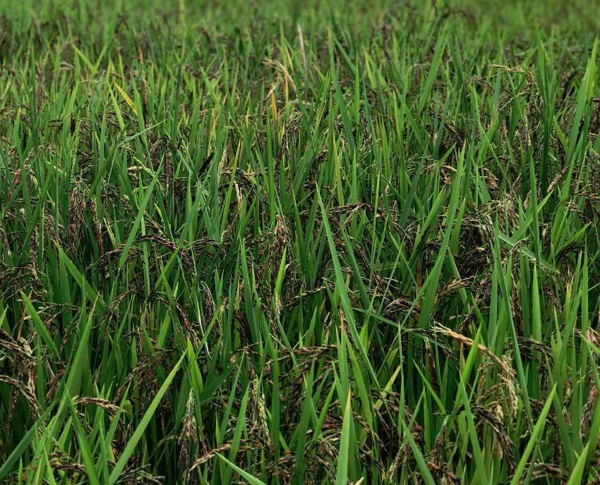 Heirloom Black "Forbidden" Rice Plant Organic Seeds Oryza sativa - 150 ...