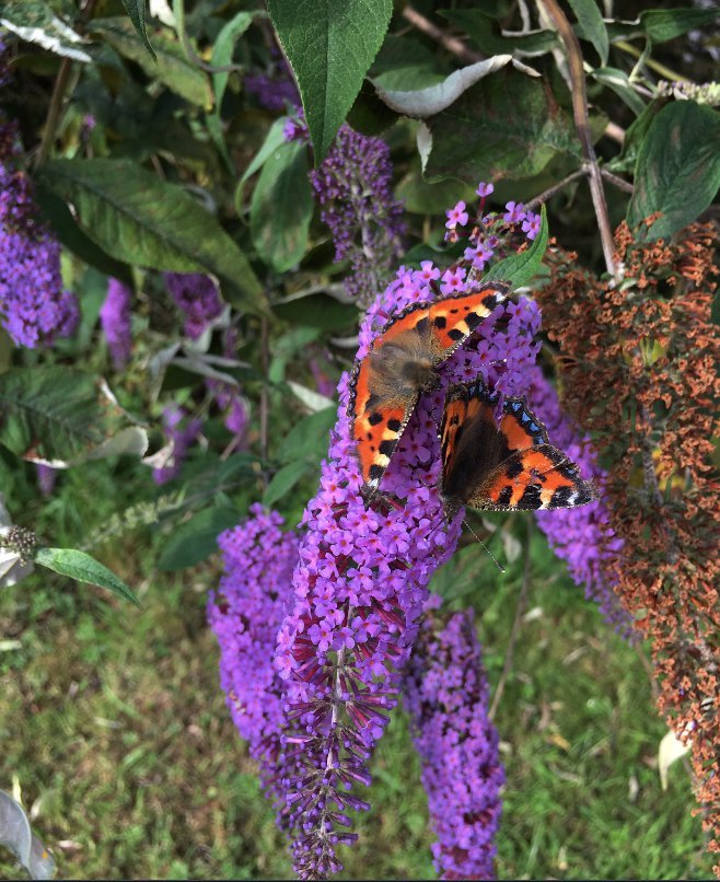 Purple Buddleia Butterfly Bush Buddleja davidii - 100 Seeds