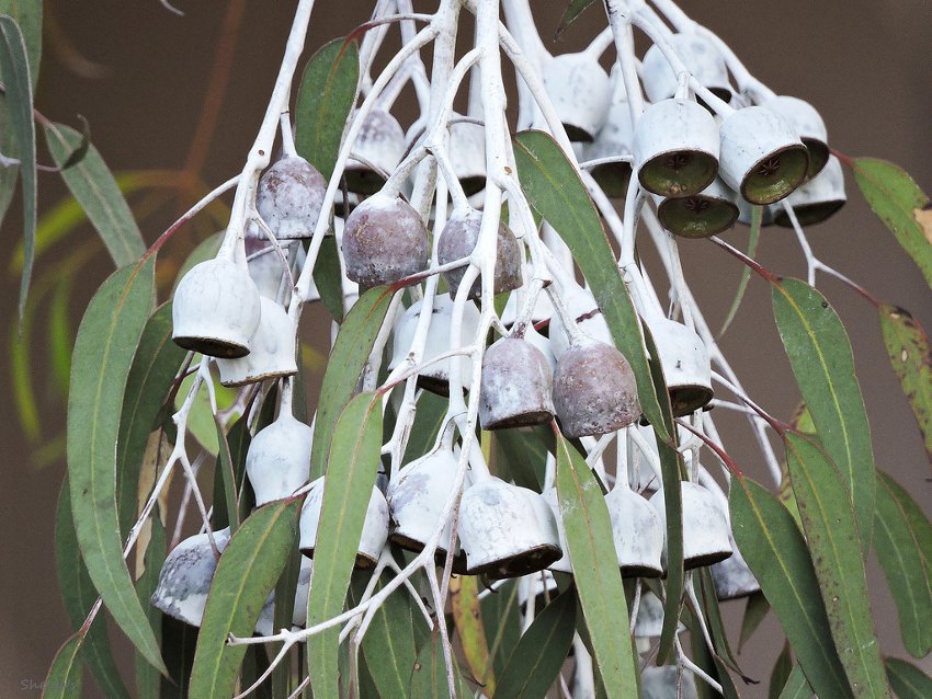 Weeping Pink Silver Princess Eucalyptus caesia - 30 Seeds