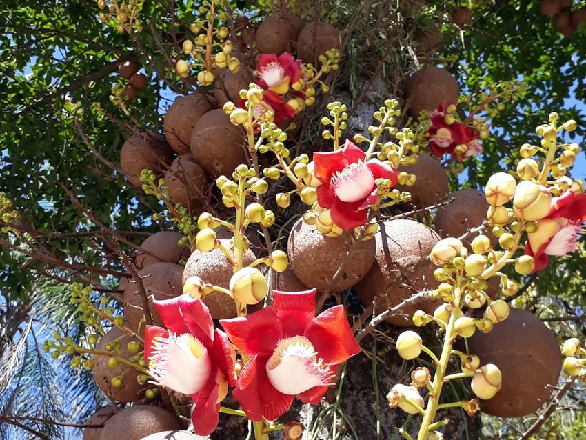 Cannon Ball Tree Couroupita guianensis - 10 Seeds