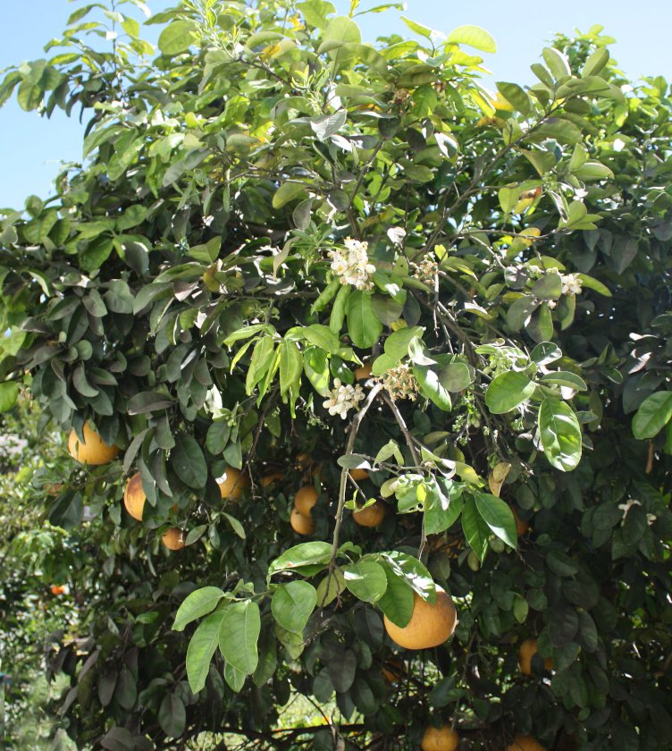 Heirloom Pomelo Fruit Citrus maxima - Live Seedling Cup
