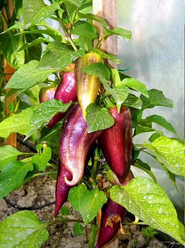 Heirloom Sweet Pepper Striped Violet Sparkle Capsicum annuum - 20 Seeds