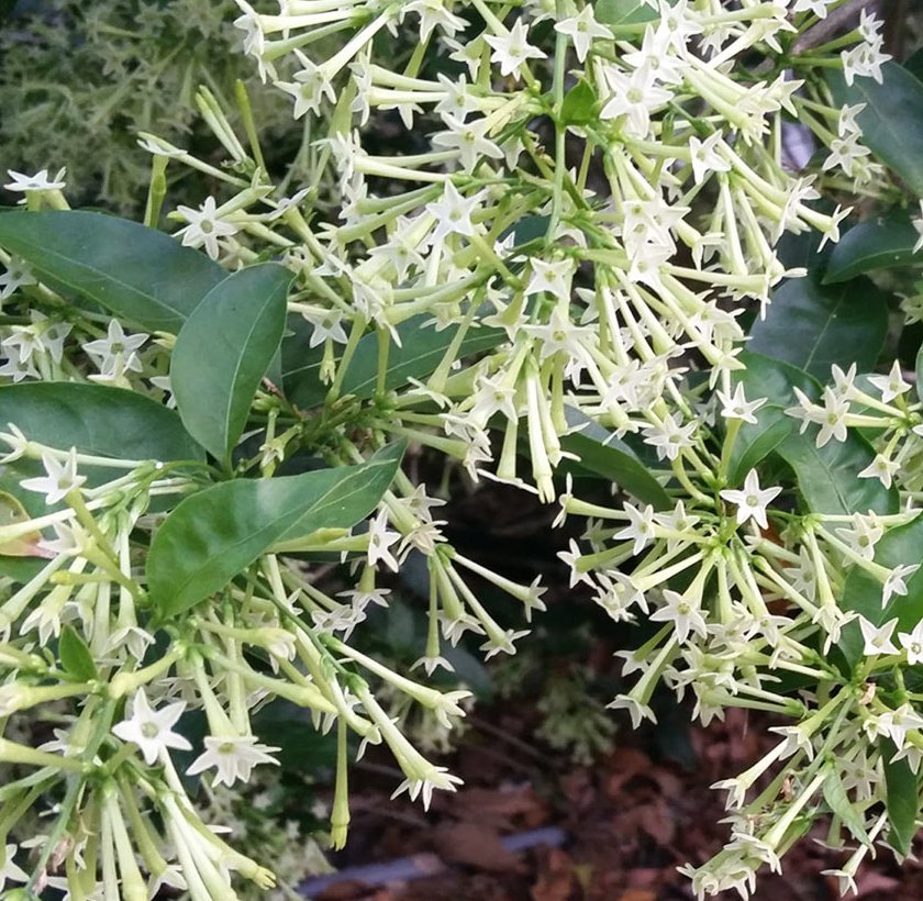 Cuttings! Fragrant Night-Blooming White Jasmine Cestrum nocturnum - 5 ...