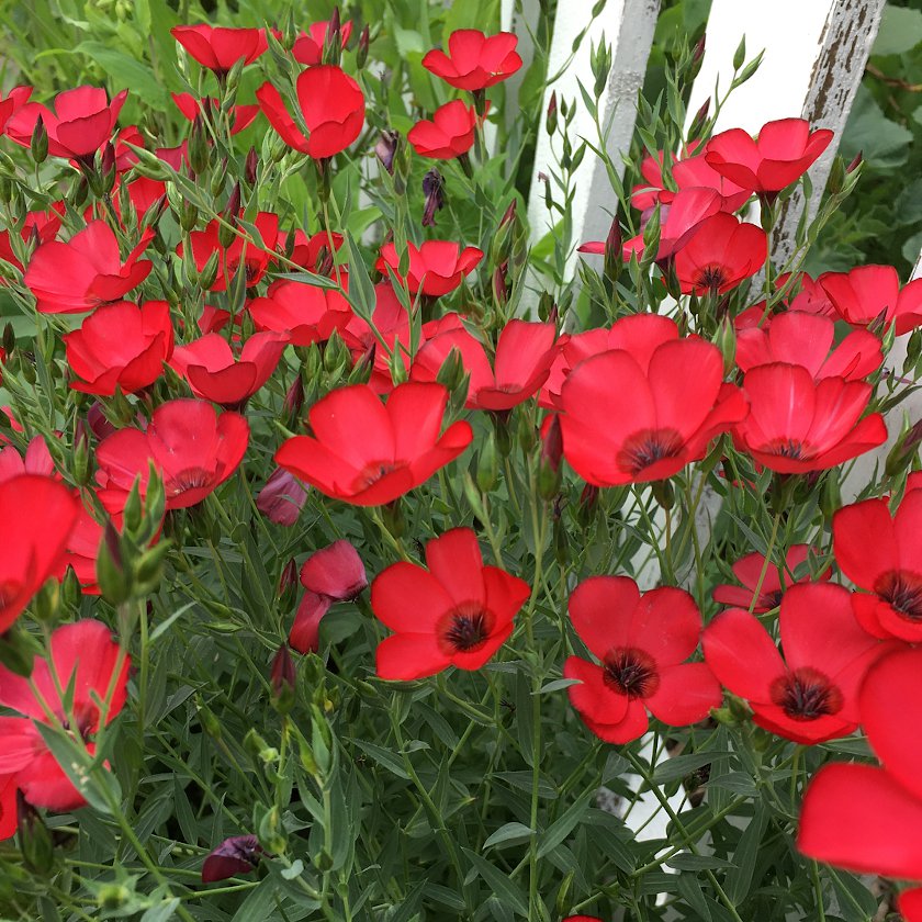 Stunning Scarlet Red Flax Linum Grandiflorum Rubrum - 250 Seeds
