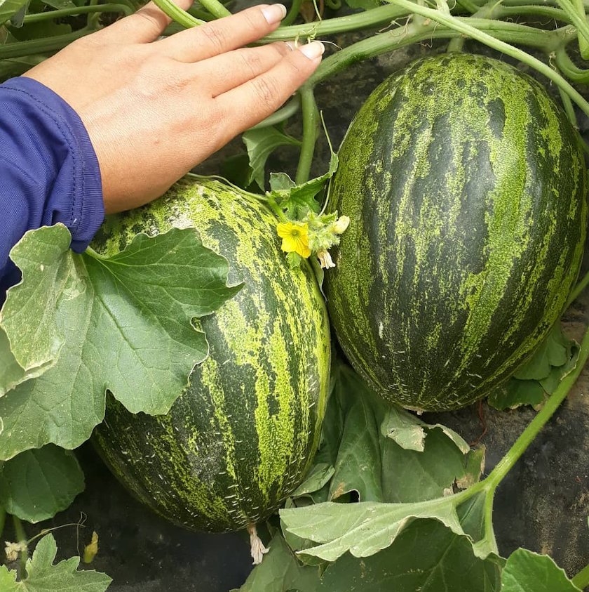 Spanish Heirloom Rock Melon Piel de Sapo Cucumis melo - 25 Seeds