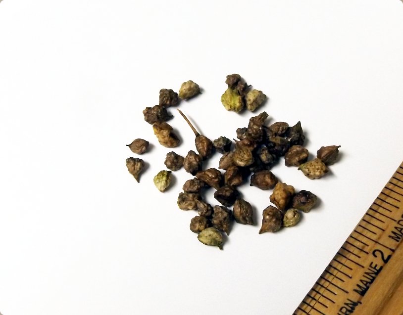 Perennial Vegetable Wild Turkish Rocket Bunias Orientalis - 25 Seeds