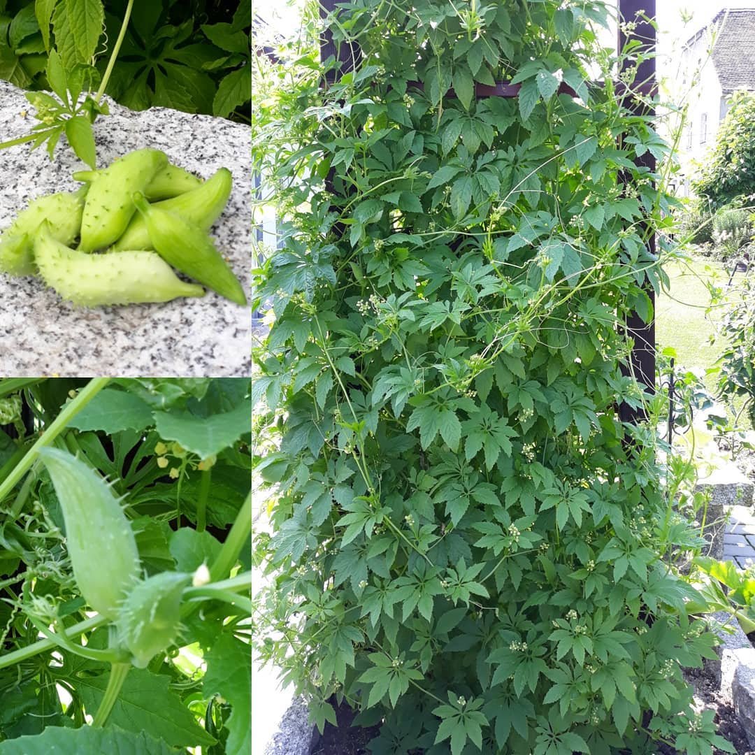 Achocha Caigua Cyclanthera pedata - 10 Seeds