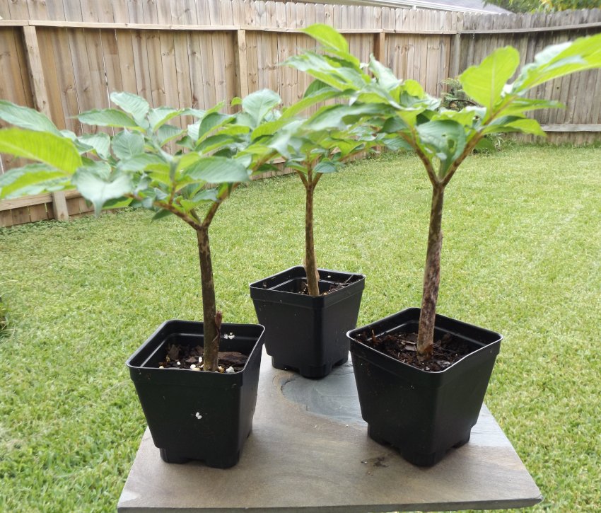 Aroid Devil's Tongue Voodoo Lily Amorphophallus rivieri var. konjac – 1 ...