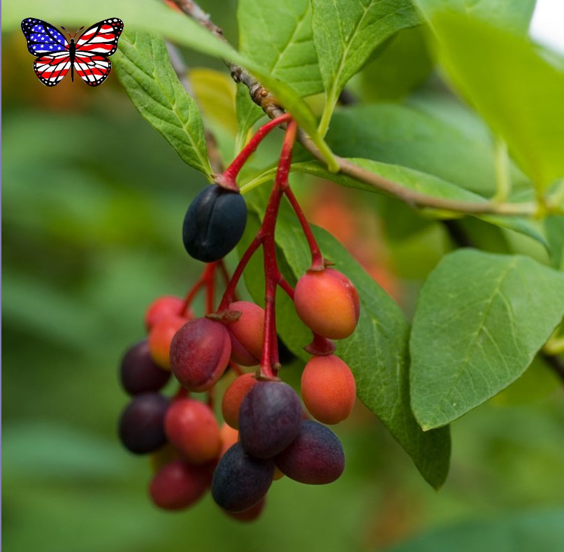 Wild Hardy Osoberry US Native Indian Plum Oemleria cerasiformis – 20 Seeds