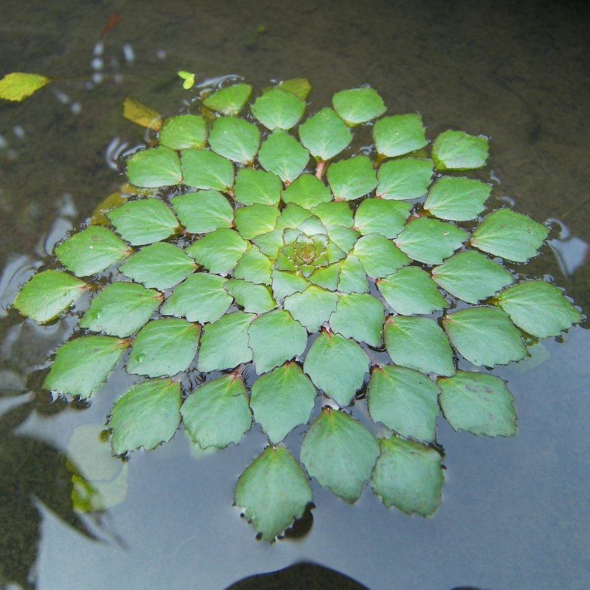 Rare! Fresh Bizarre Bat Nut Water Caltrop Trapa bicornis - 10 Live Seed ...