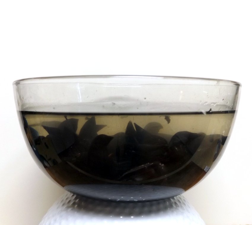 Rare! Fresh Bizarre Bat Nut Water Caltrop Trapa bicornis - 10 Live Seed ...