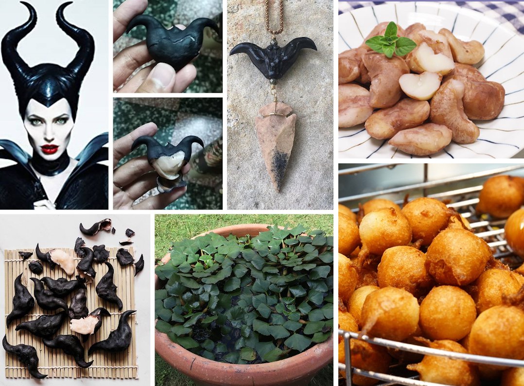 Rare! Fresh Bizarre Bat Nut Water Caltrop Trapa bicornis - 10 Live Seed ...