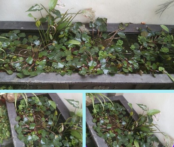 Rare! Fresh Bizarre Bat Nut Water Caltrop Trapa bicornis - 10 Live Seed ...