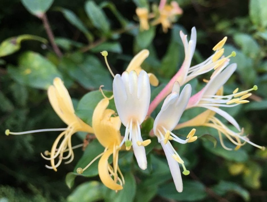 Sweet Tea Honeysuckle Lonicera japonica - 25 Seeds