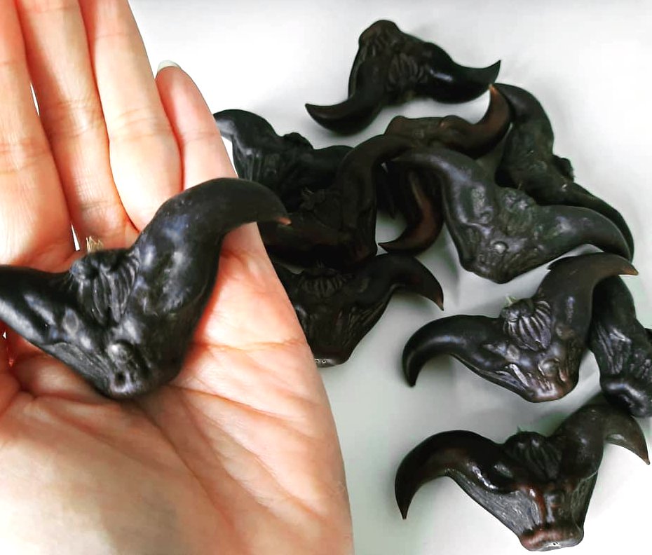 Rare! Fresh Edible Dragon Horn Ling Nut Water Caltrop Trapa bicornis ...