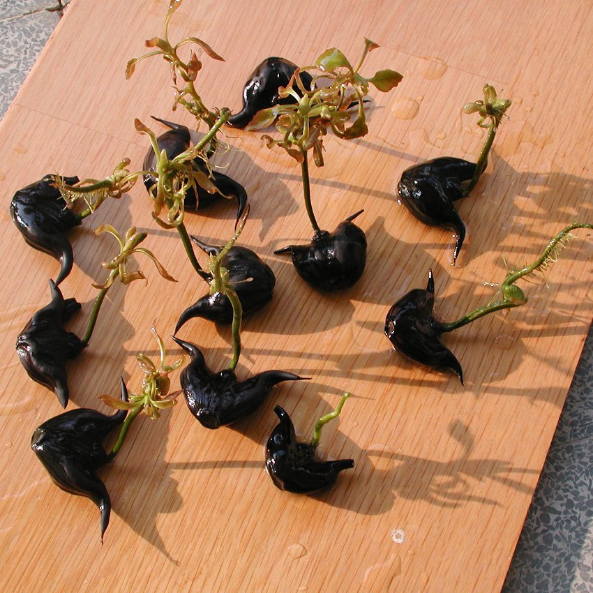 Rare! Fresh Edible Dragon Horn Ling Nut Water Caltrop Trapa bicornis ...