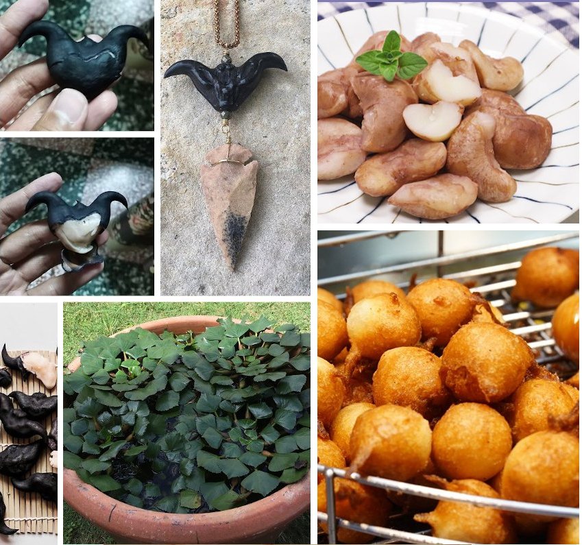 Rare! Fresh Edible Dragon Horn Ling Nut Water Caltrop Trapa bicornis ...