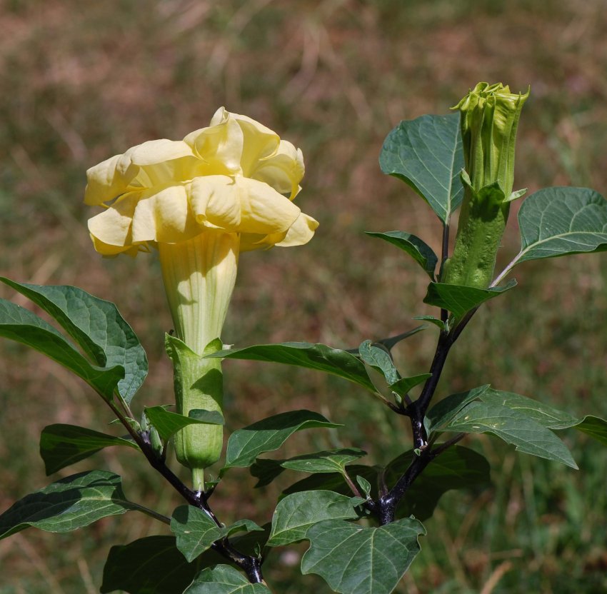 Yellow Golden Queen Double Ballerina Datura Metel - 10 Seeds