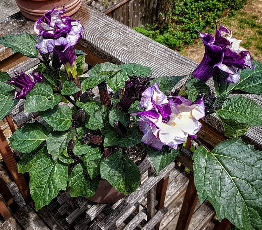 Purple Double Ballerina Datura Metel - 10 Seeds