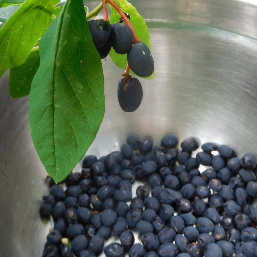 Wild Indian Plum Oso Berry Oemleria cerasiformis – 20 Seeds