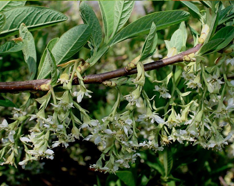 Wild Indian Plum Oso Berry Oemleria cerasiformis – 20 Seeds