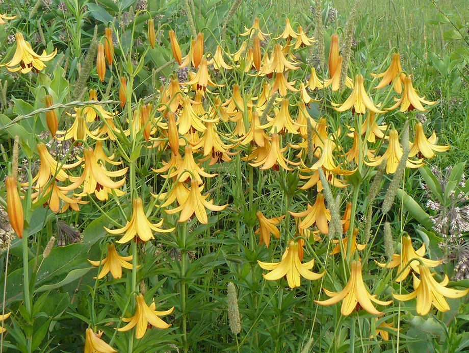 Wild Canada Lily Lilium canadense - 10 Seeds