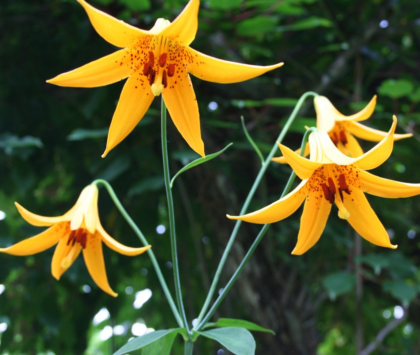 Wild Canada Lily Lilium canadense - 10 Seeds
